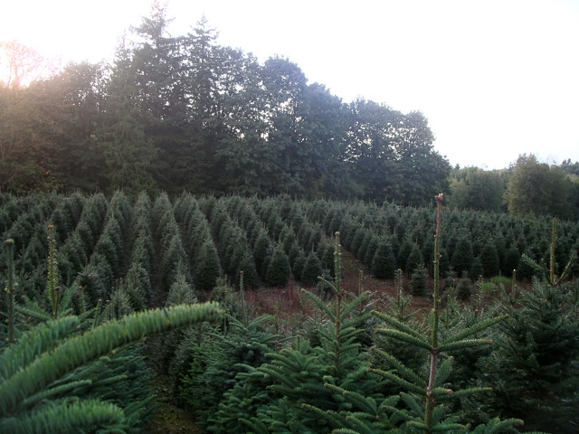 About – Pine Meadows Tree Farms